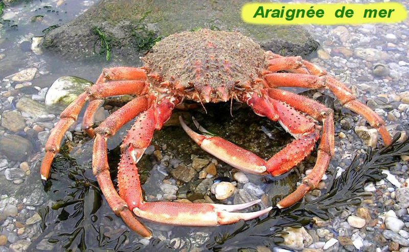 Spider Crab - Elite Food Pte LtdElite Food Pte Ltd