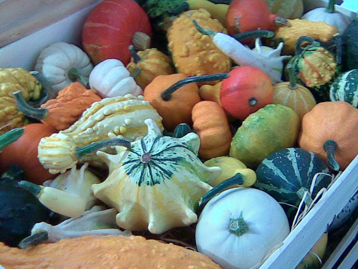 Colocynth Bitter Apple - Elite Food Pte LtdElite Food Pte Ltd