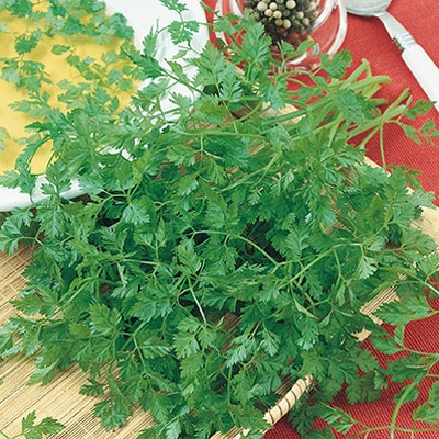 Chervil - Elite Food Pte LtdElite Food Pte Ltd