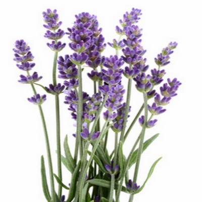 Lavender - Elite Food Pte LtdElite Food Pte Ltd