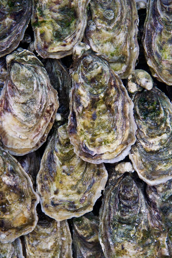 Irish #1 Oysters - Elite Food Pte LtdElite Food Pte Ltd
